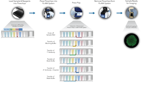 Automated Immunofluorescence Staining for 3D Cell Models